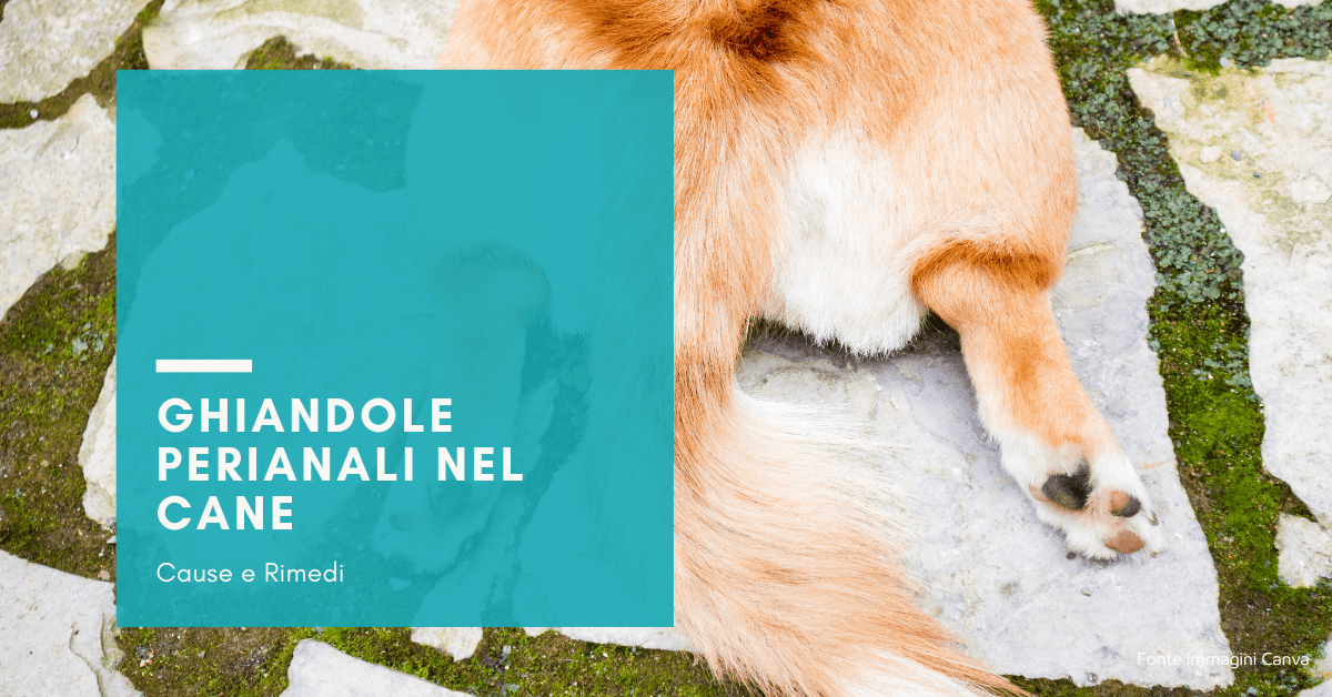 Ghiandole perianali del cane: ascesso, infiammazione e cure
