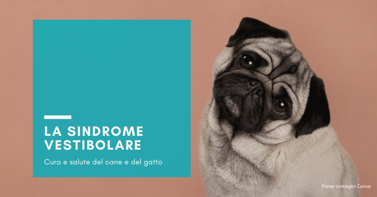 Video Sindrome Vestibolare Cane at Cristina Lee blog
