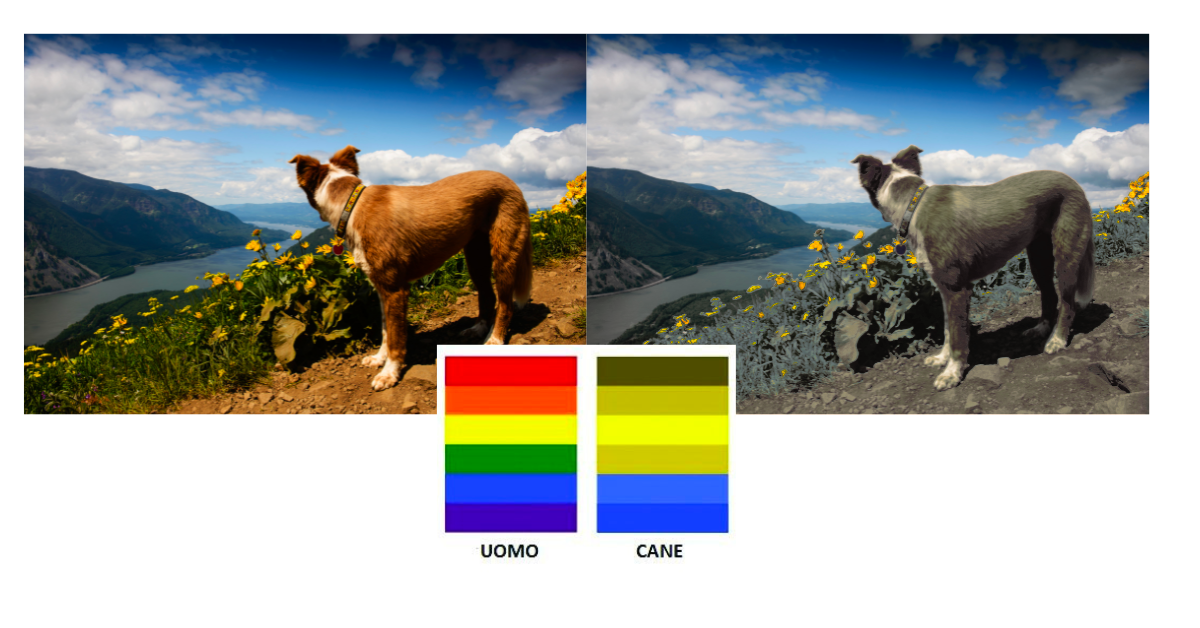 COME VEDE IL CANE?