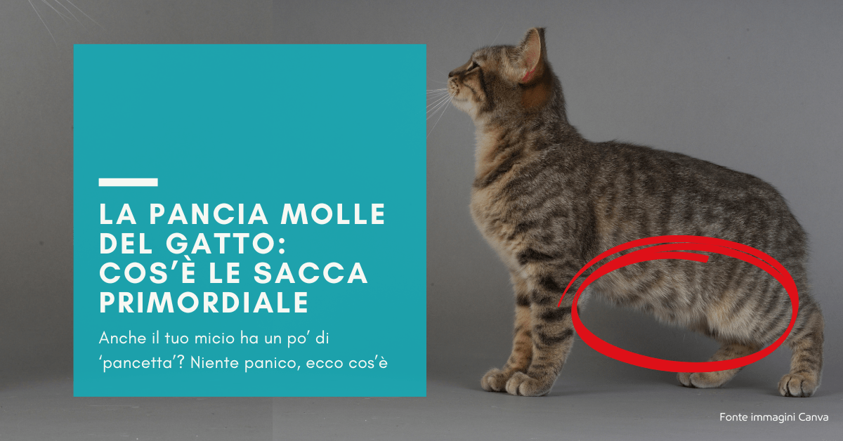 Pancia molle del gatto, non ciccia ma anatomia felina | Paco