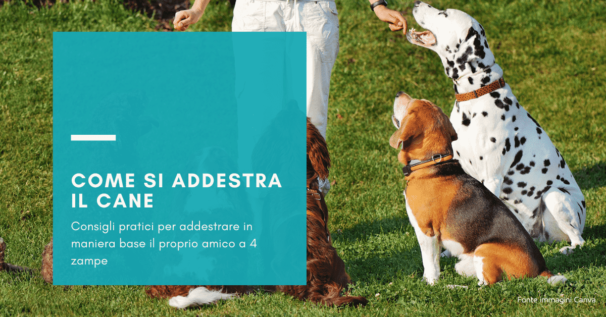 Come si addestra il cane: comandi base e buona educazione