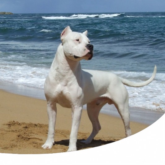 Dogo Argentino, carattere e storia