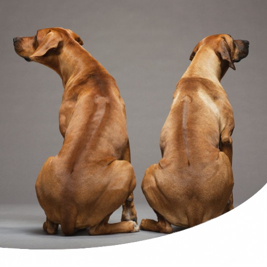 RHODESIAN RIDGEBACK: CARATTERE, CARATTERISTICHE E STORIA