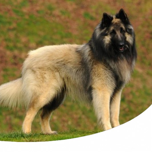 Pastore Belga: Groenendael, Laekenois, Malinois e Tervueren ...