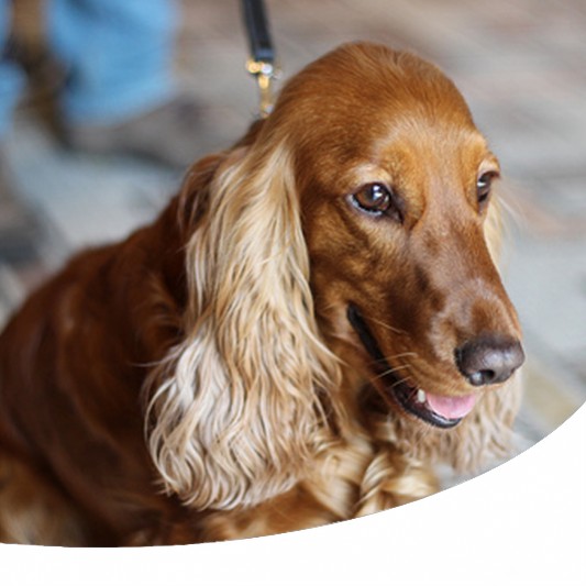 Cocker Spaniel: un cane affettuoso con il padrone, agile e intelligente ...