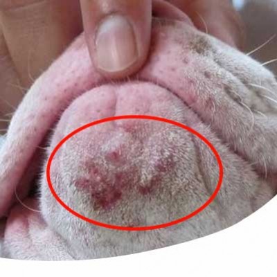 Tigna di cane e gatto: cos'è, come colpisce e quali rischi per la ...