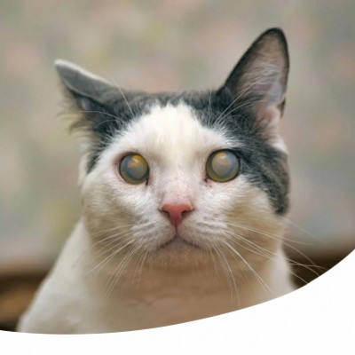 Cataratta nel cane e nel gatto: cause, rimedi e come intervenire subito