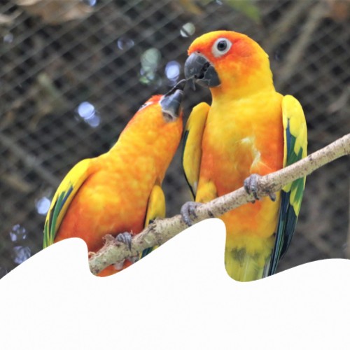 QUALI SONO GLI ANIMALI... INSEPARABILI?